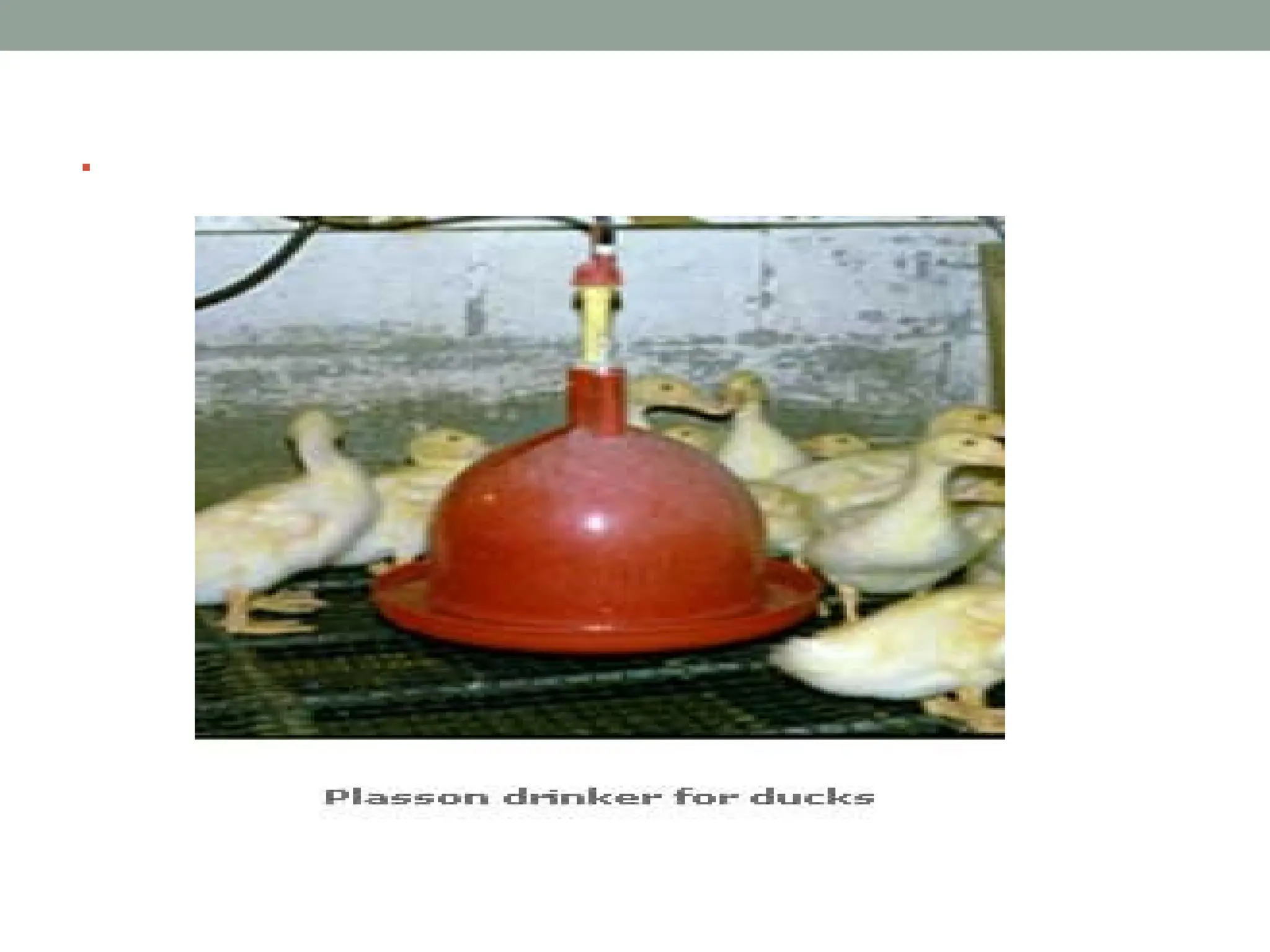duck farming.ppt Doctor of veterinary medicine | PPT