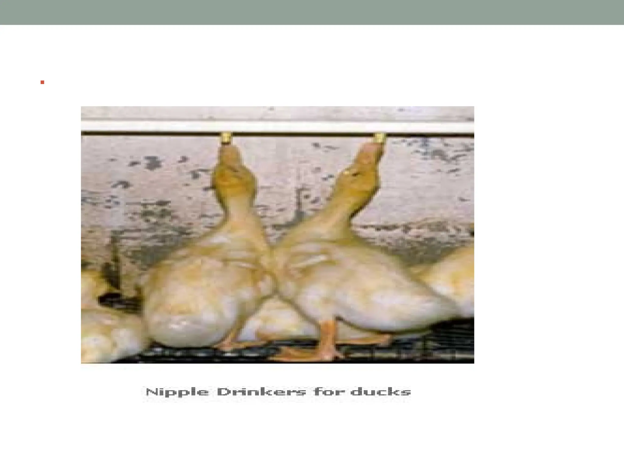 duck farming.ppt Doctor of veterinary medicine | PPT