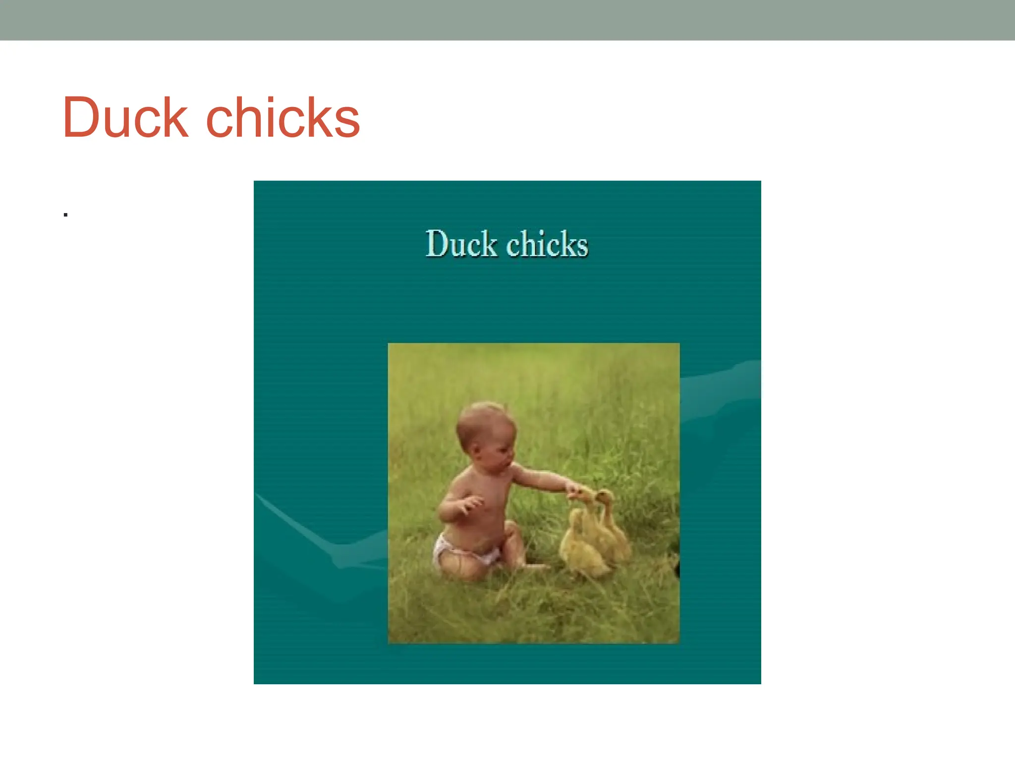 duck farming.ppt Doctor of veterinary medicine | PPT