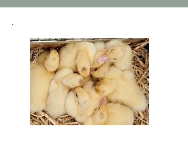 duck farming.ppt Doctor of veterinary medicine | PPT