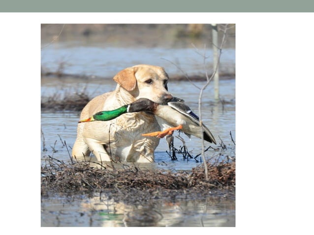 duck farming.ppt Doctor of veterinary medicine | PPT