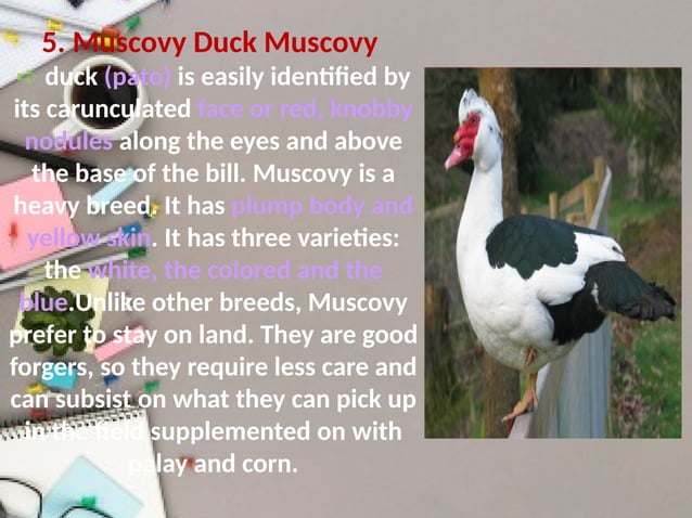 AGRICULTURE_______DUCK&GEESE_PPT(1). PPTX | PPT