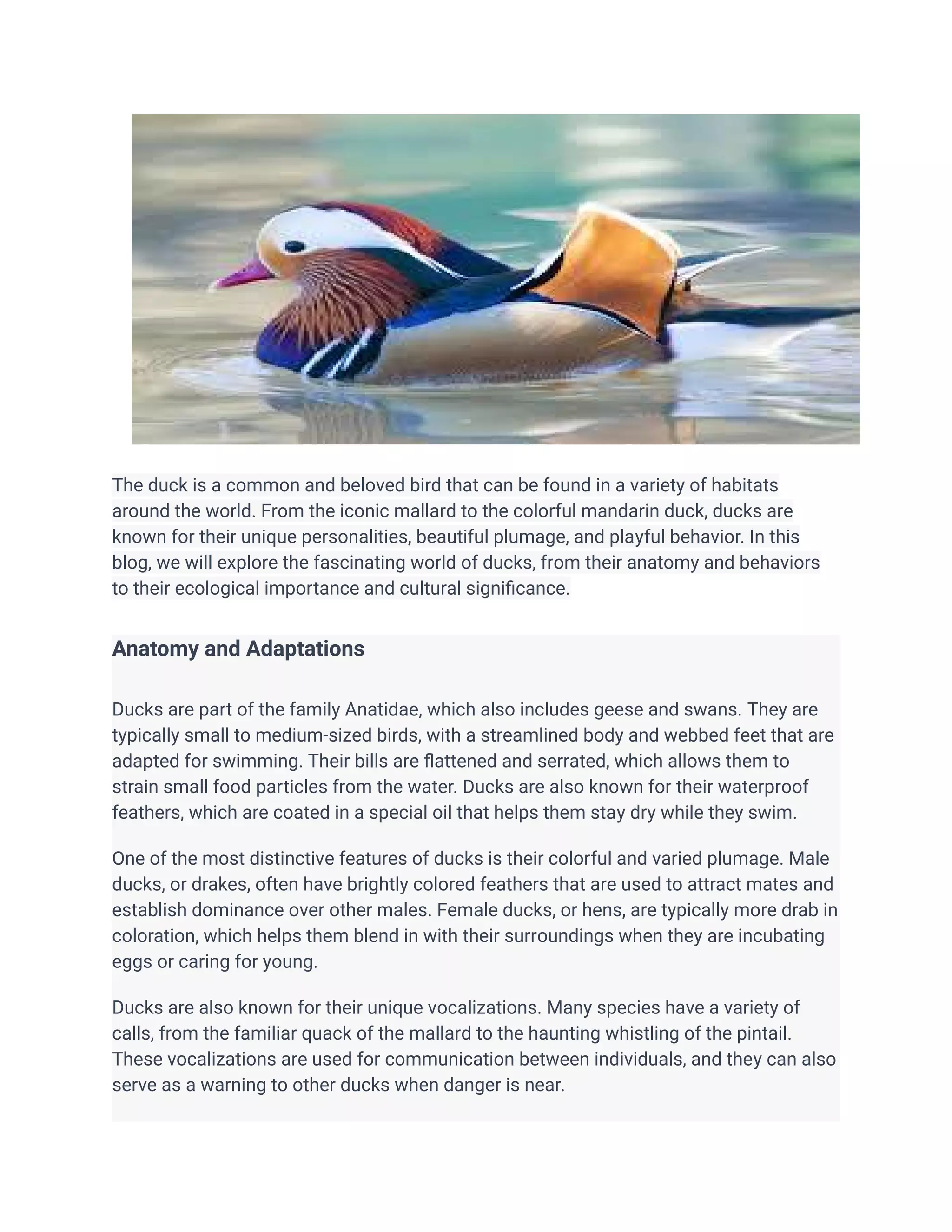 Duck is a common and beloved bird.pdf