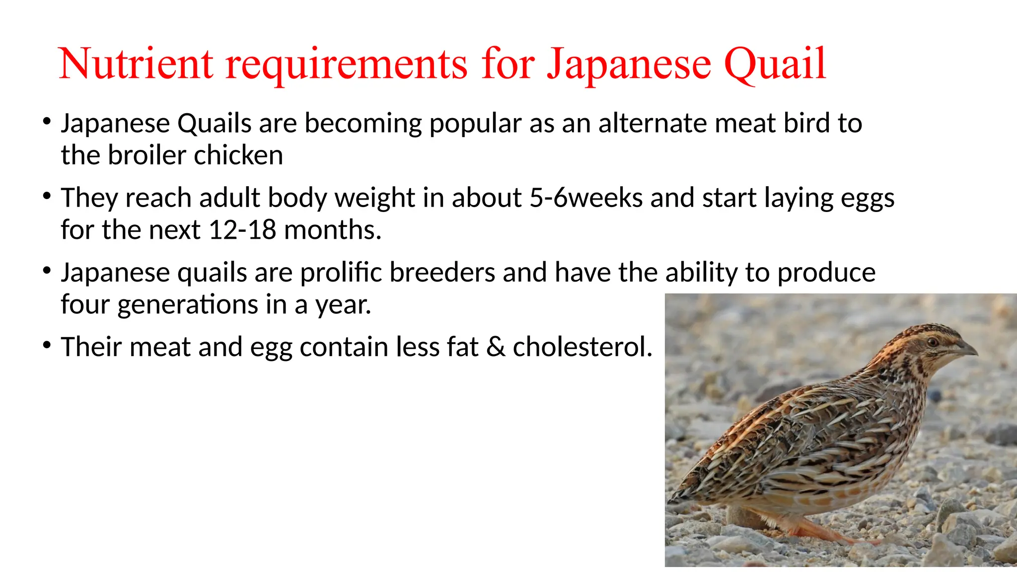 Duck, Japanese Quail and Turkey nutrition | PPTX | Agriculture | Industries