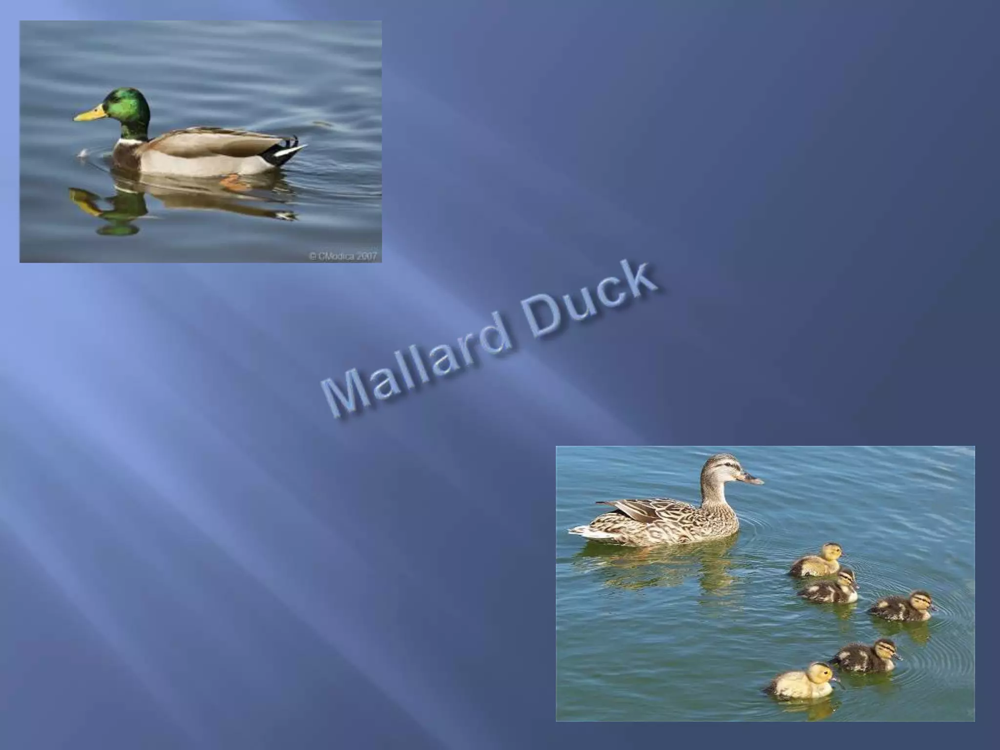 Duck powerpoint | PPTX
