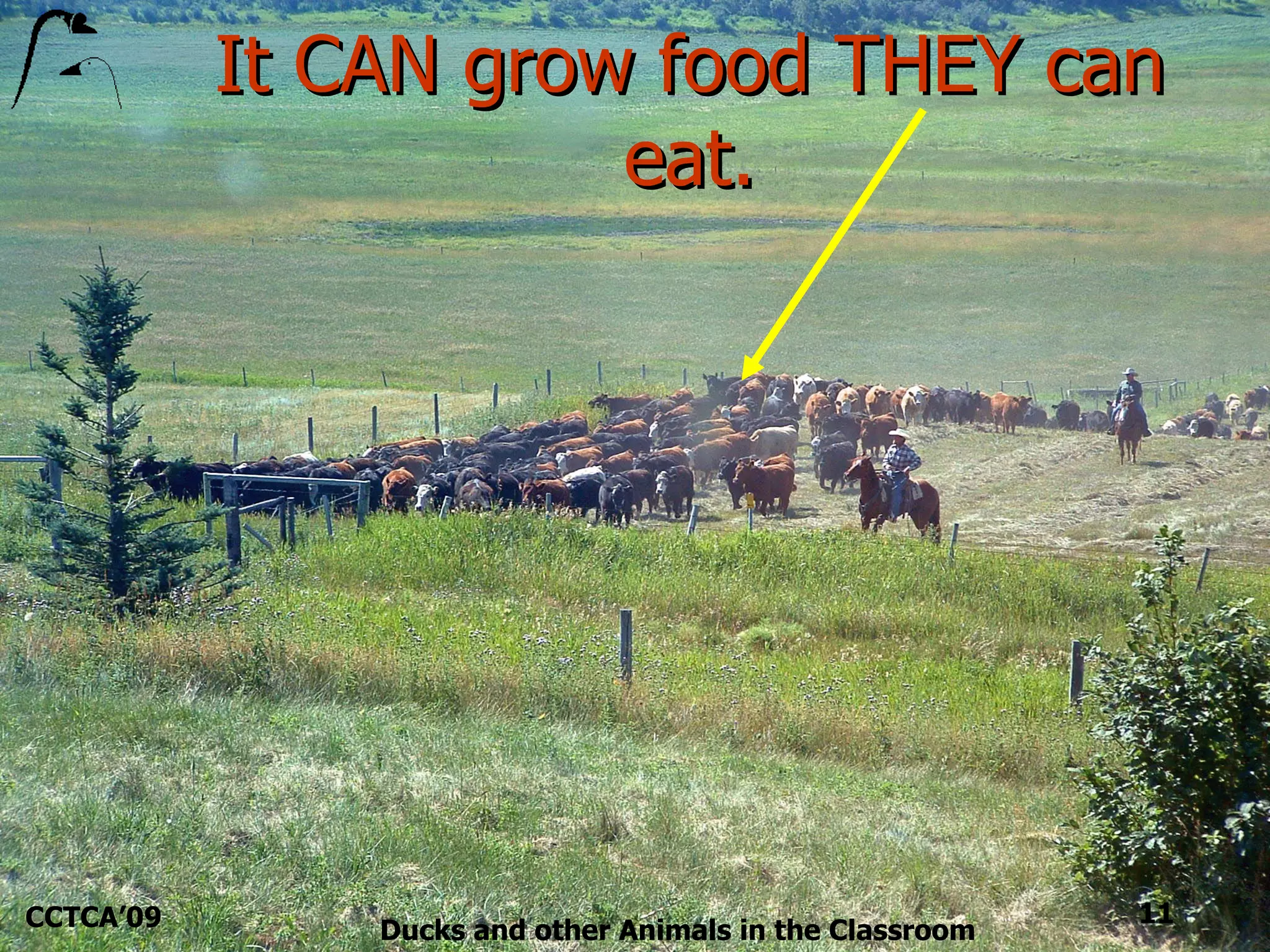 Duck Hatching in the Classroom | PPT