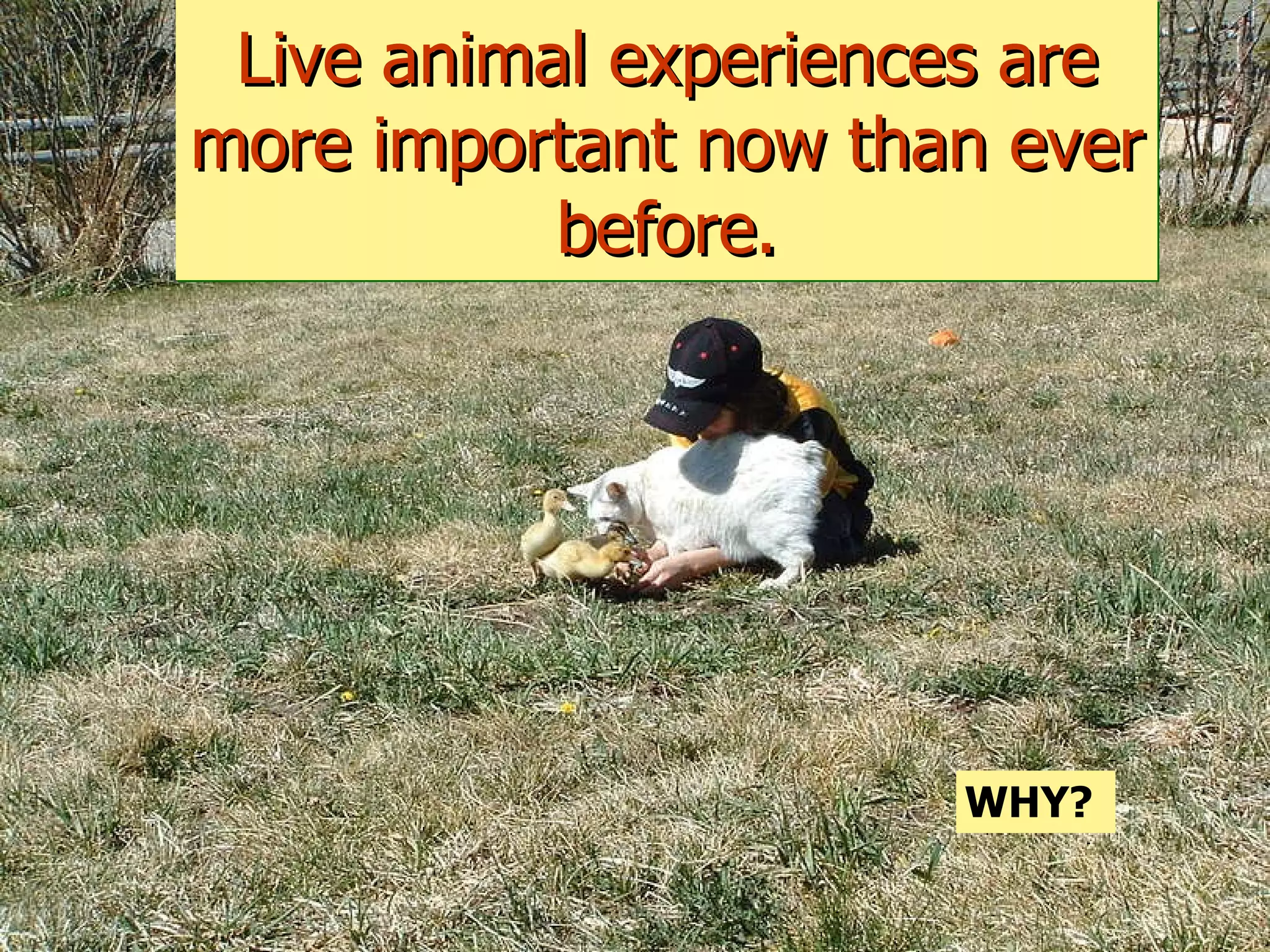 Duck Hatching in the Classroom | PPT