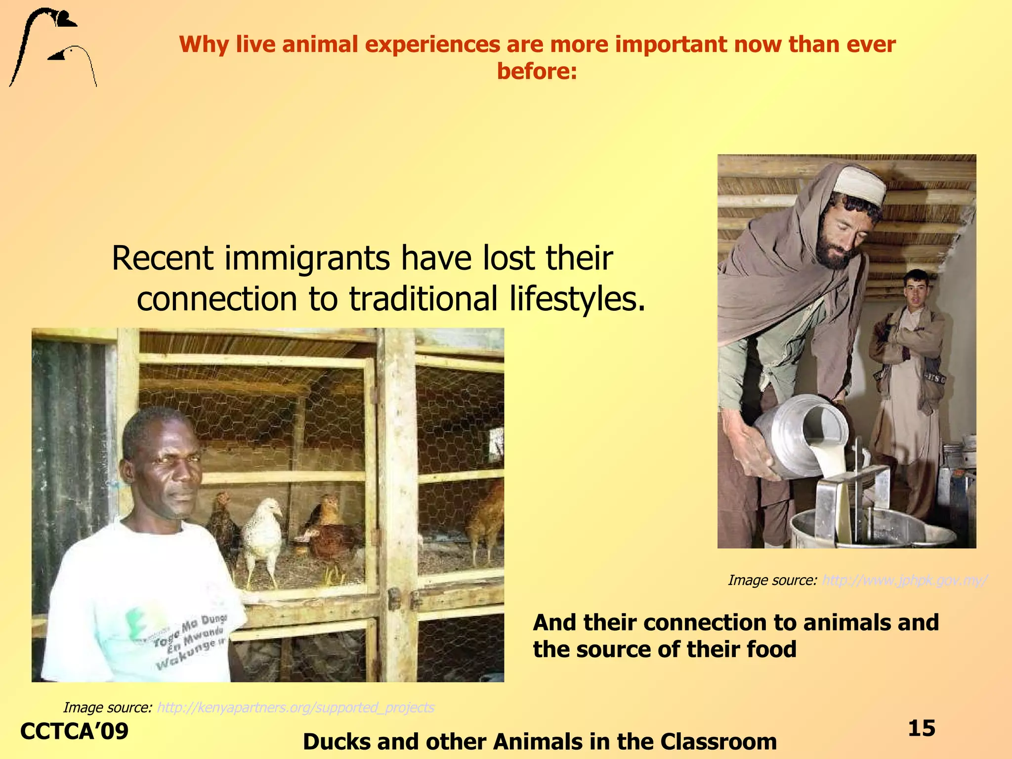 Duck Hatching in the Classroom | PPT