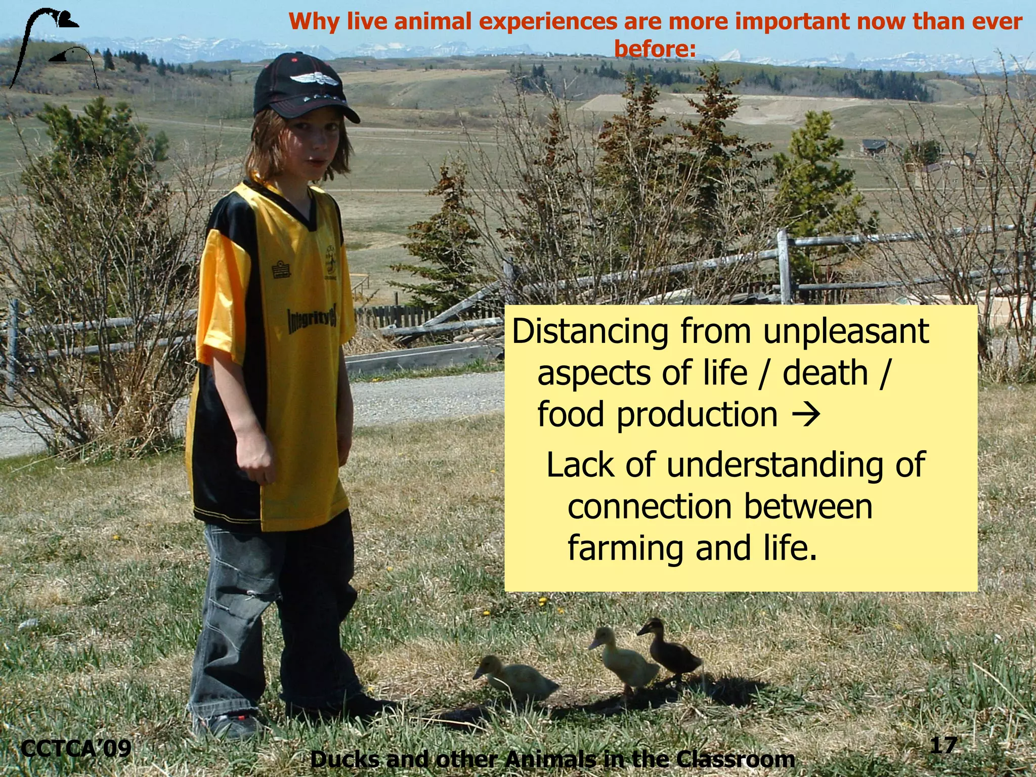 Duck Hatching in the Classroom | PPT