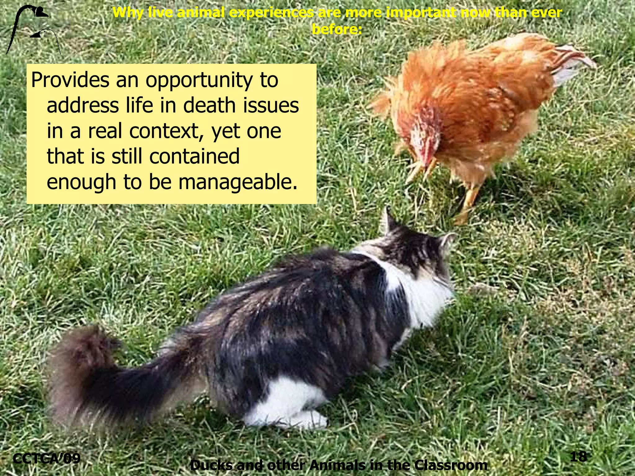 Duck Hatching in the Classroom | PPT