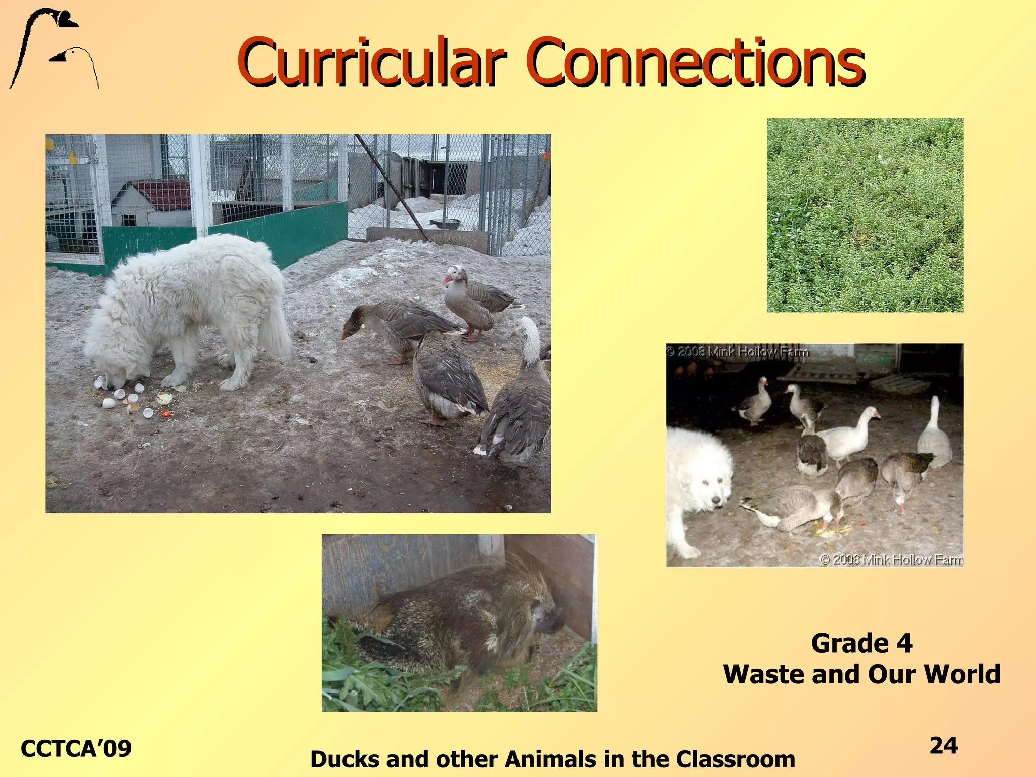 Duck Hatching in the Classroom | PPT