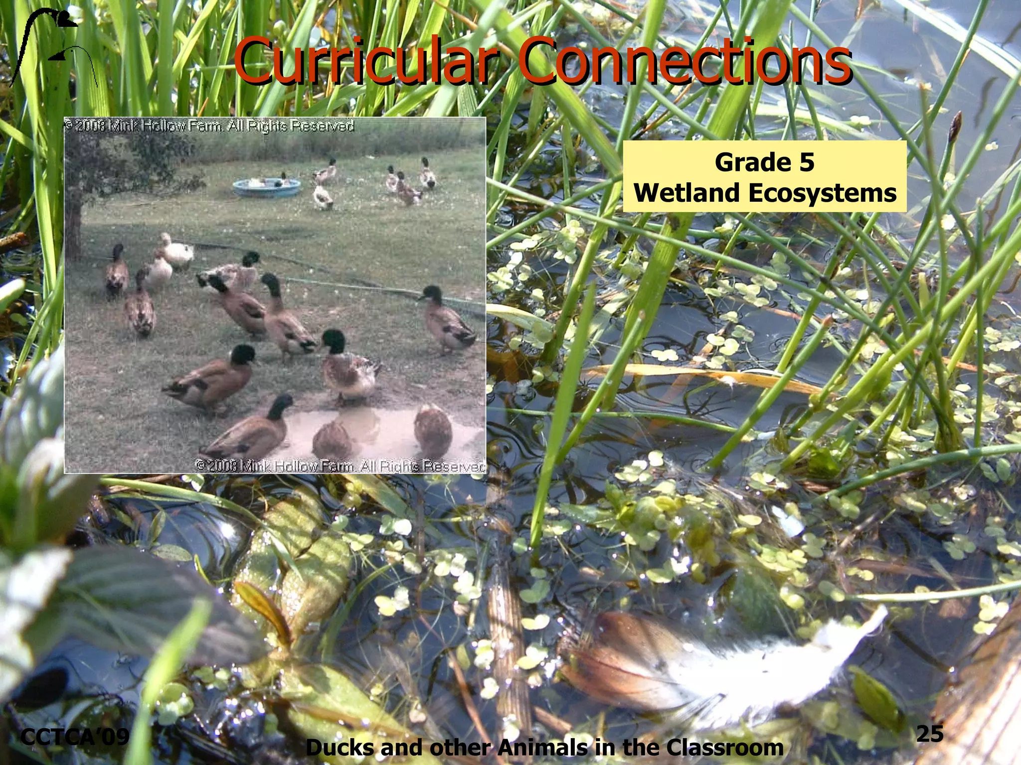 Duck Hatching in the Classroom | PPT