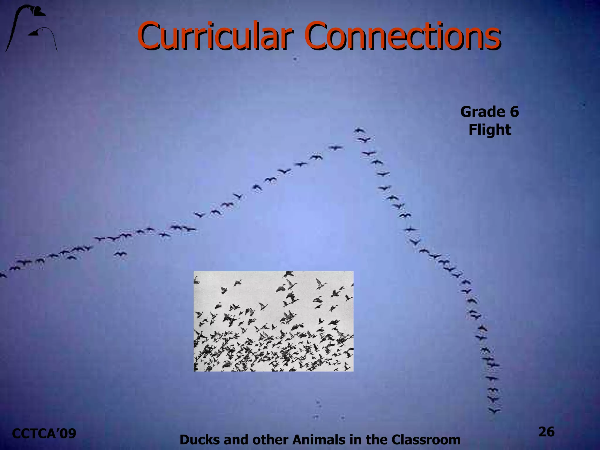 Duck Hatching in the Classroom | PPT