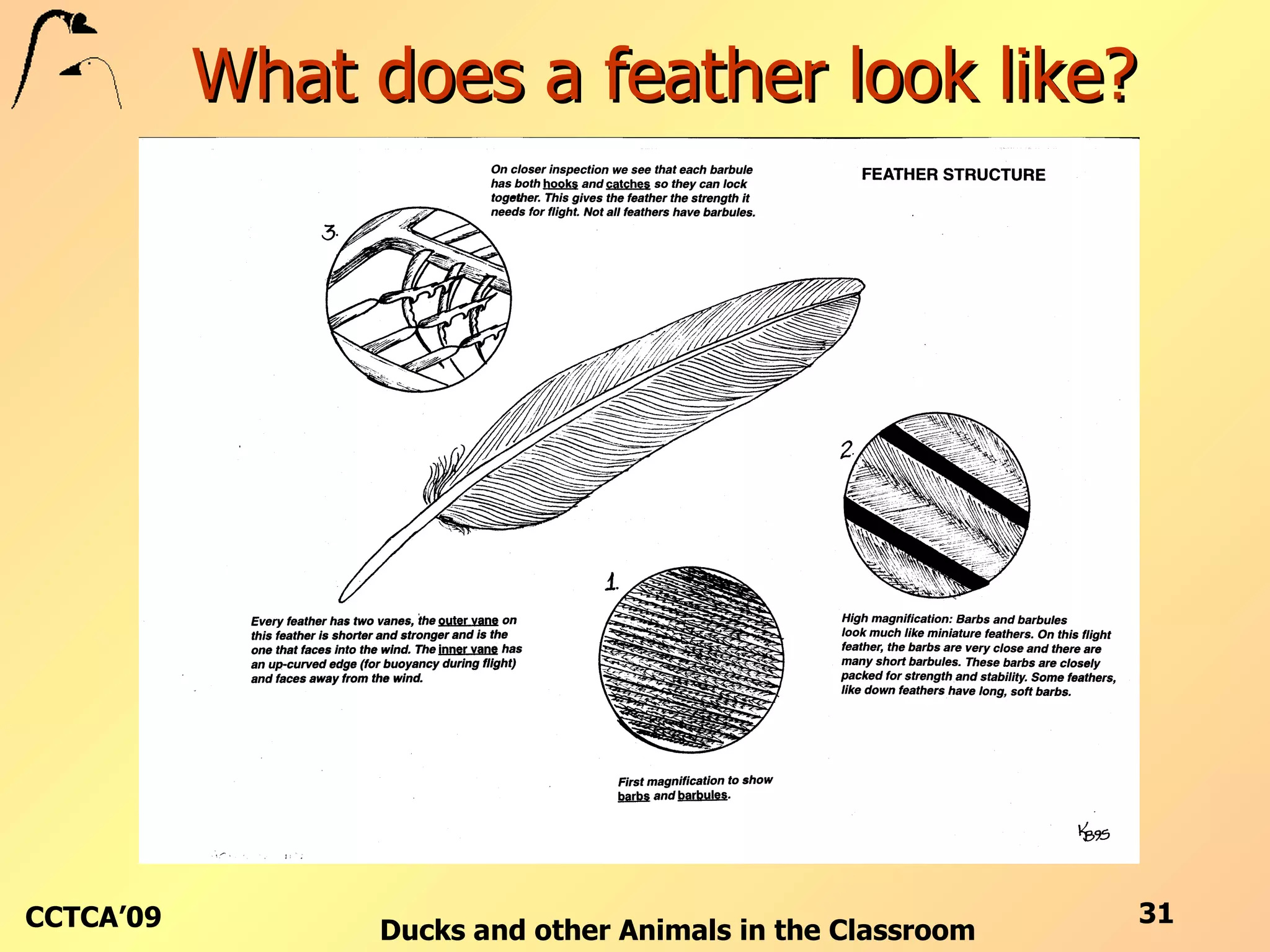 Duck Hatching in the Classroom | PPT