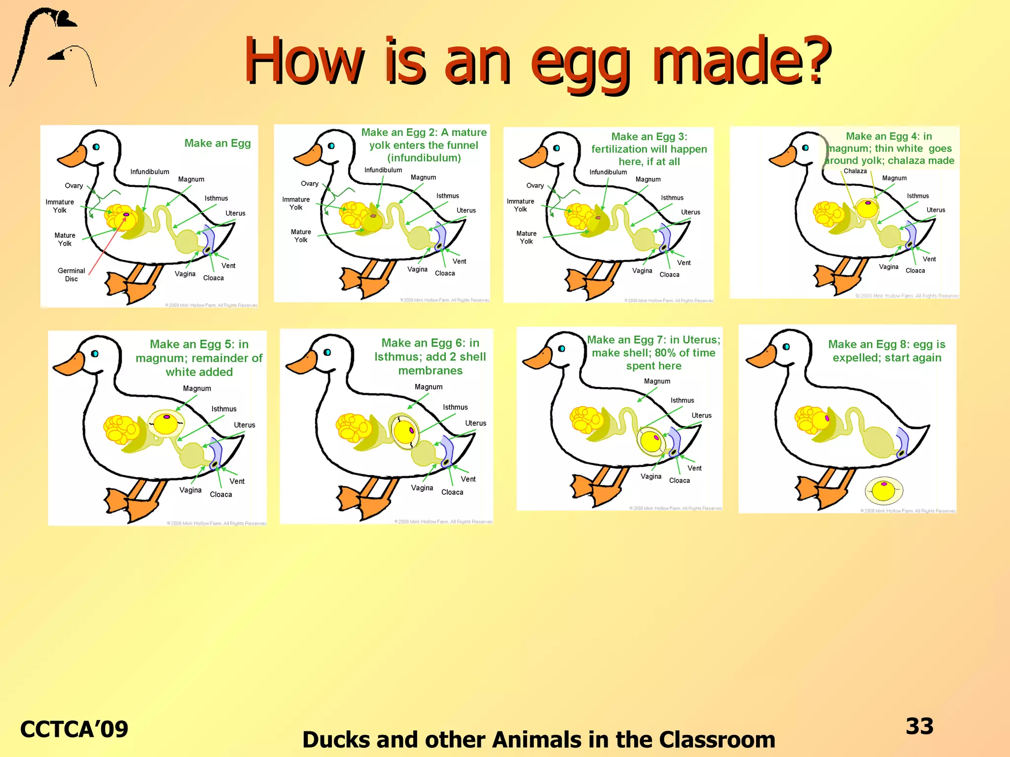Duck Hatching in the Classroom | PPT