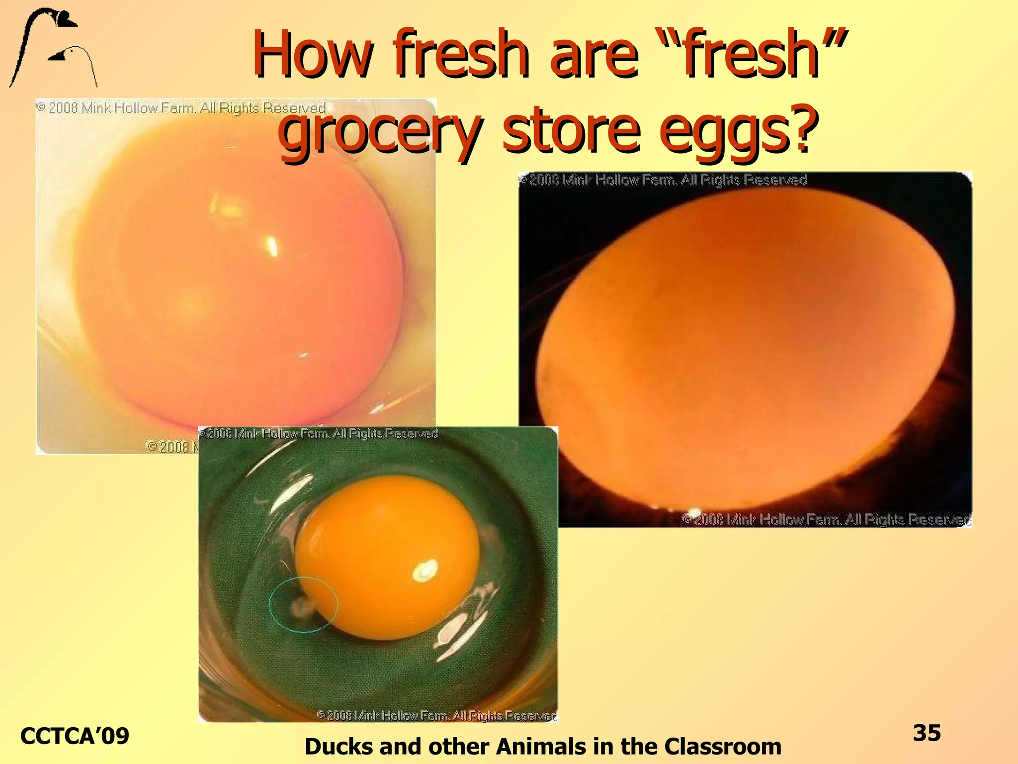 Duck Hatching in the Classroom | PPT