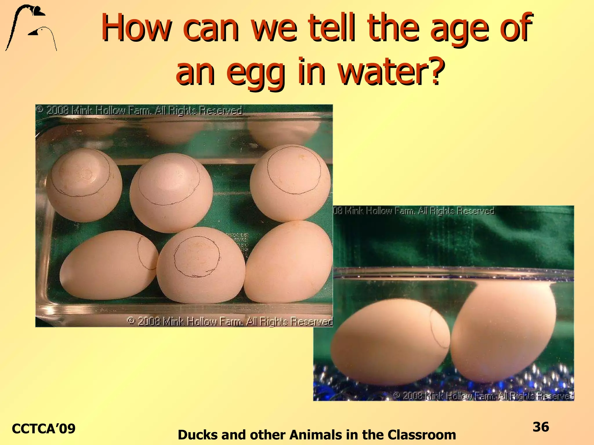 Duck Hatching in the Classroom | PPT
