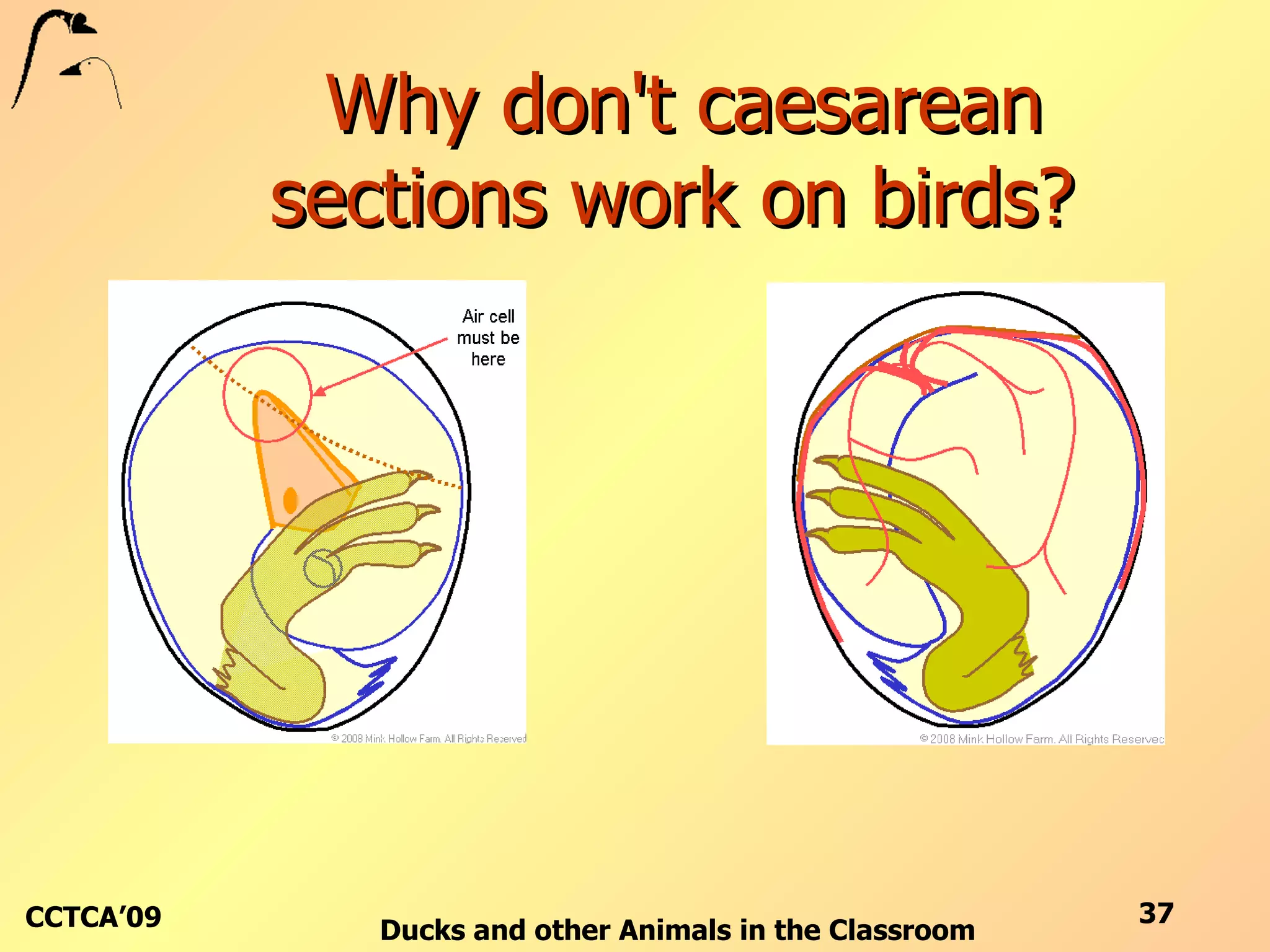 Duck Hatching in the Classroom | PPT