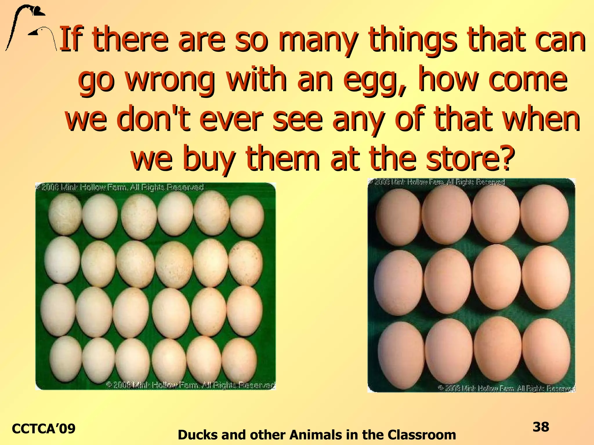 Duck Hatching in the Classroom | PPT