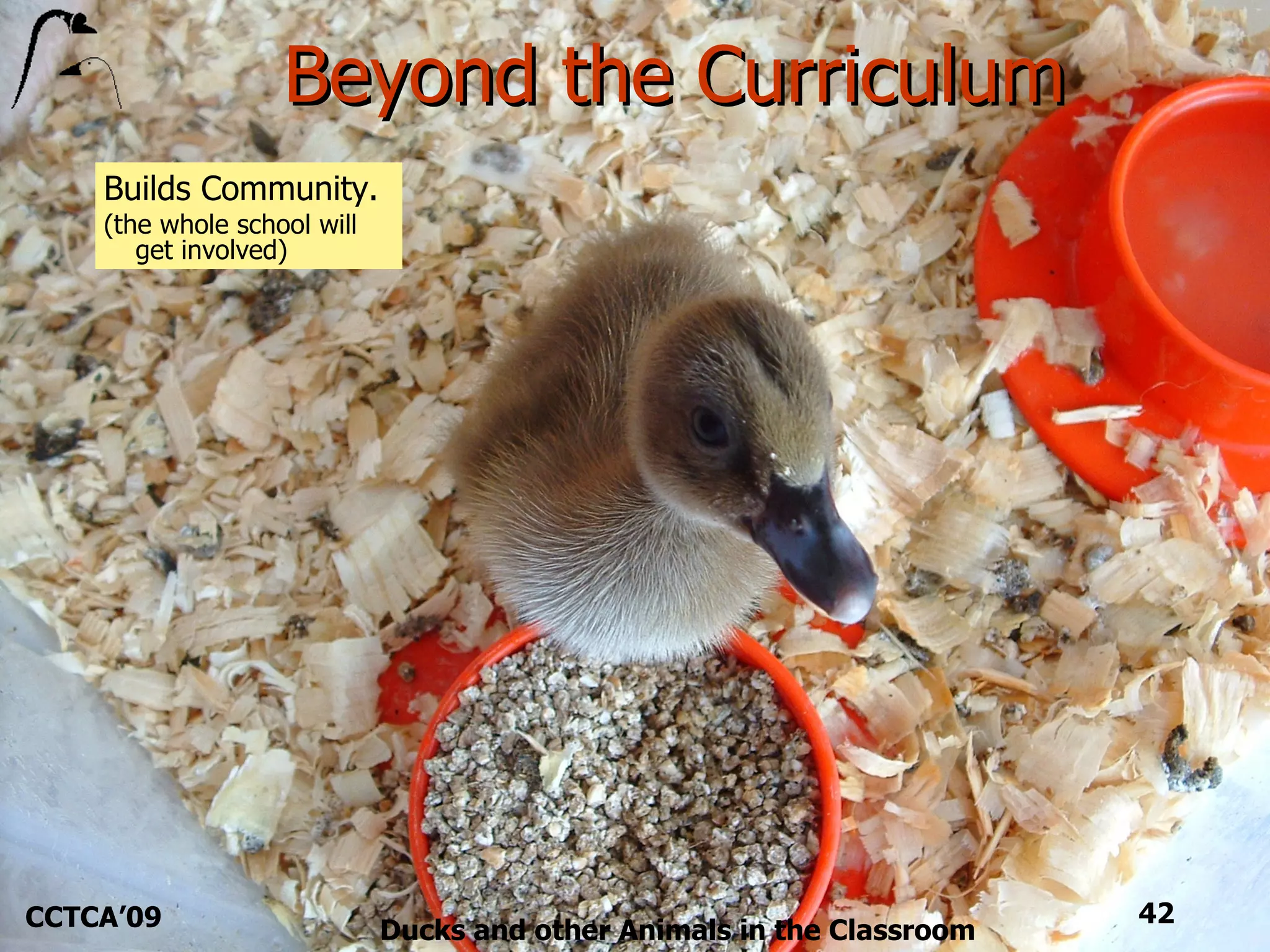 Duck Hatching in the Classroom | PPT