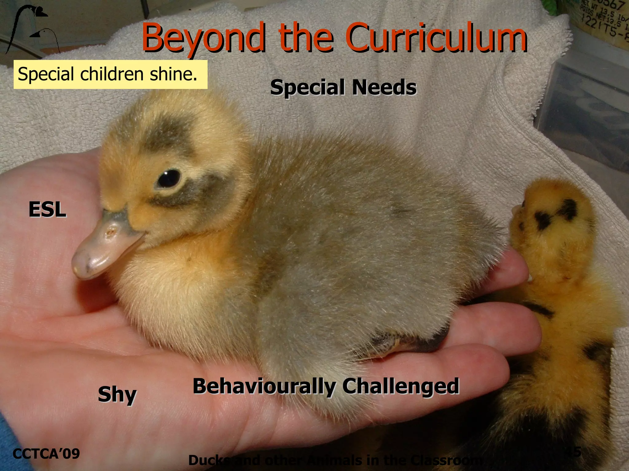 Duck Hatching in the Classroom | PPT