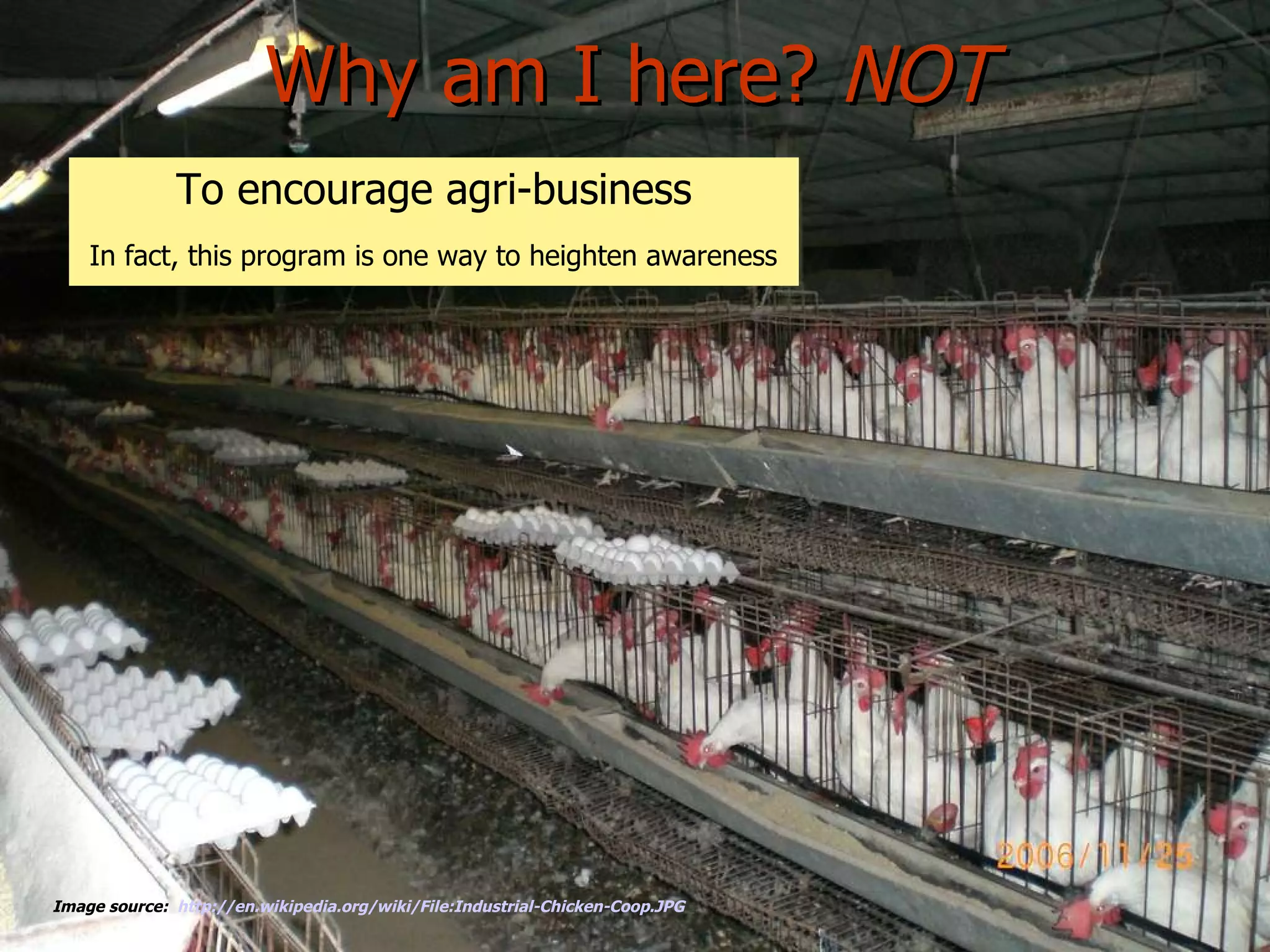 Duck Hatching in the Classroom | PPT