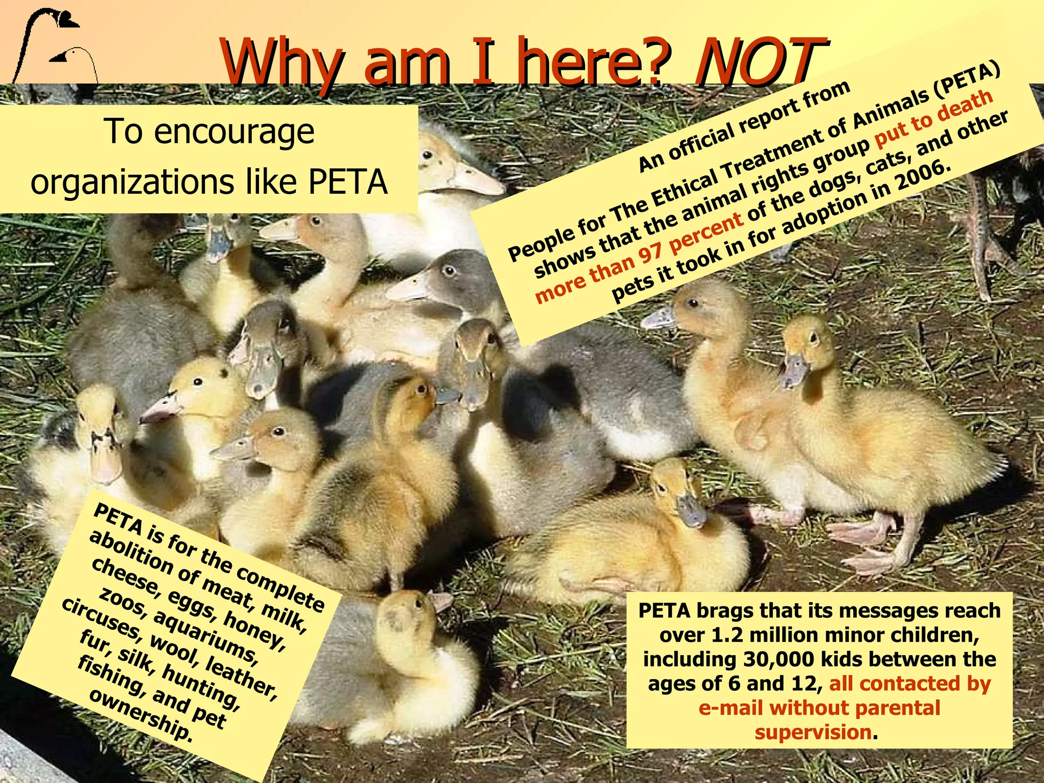 Duck Hatching in the Classroom | PPT
