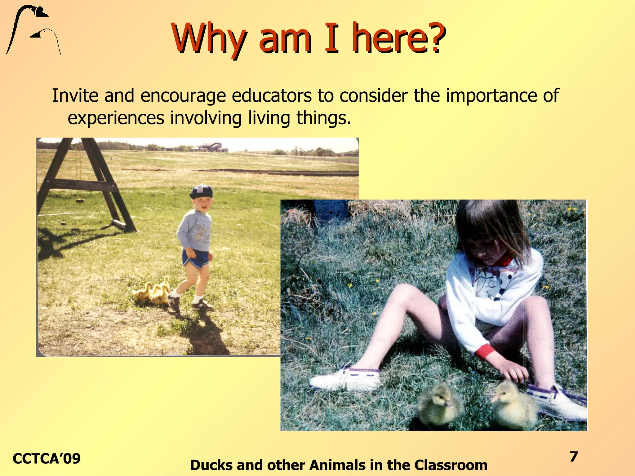 Duck Hatching in the Classroom | PPT