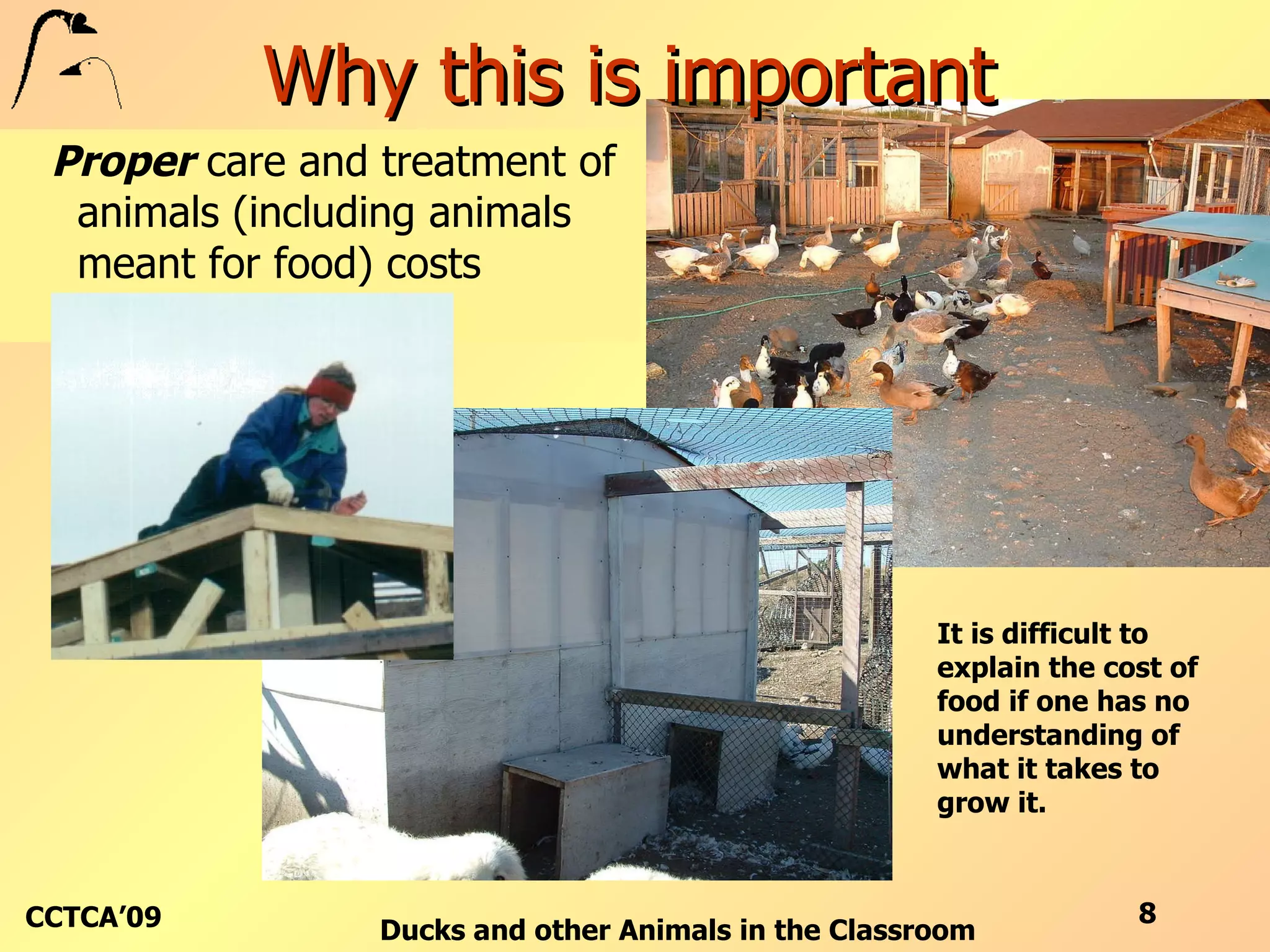 Duck Hatching in the Classroom | PPT