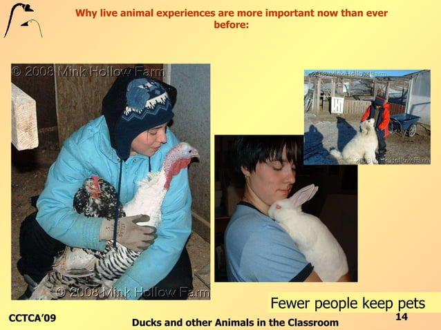 Duck Hatching in the Classroom | PPT