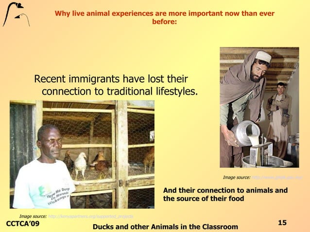 Duck Hatching in the Classroom | PPT