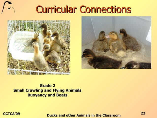 Duck Hatching in the Classroom | PPT