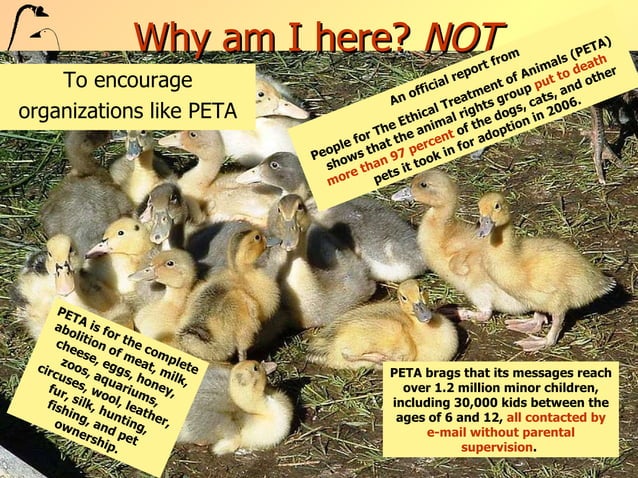 Duck Hatching in the Classroom | PPT