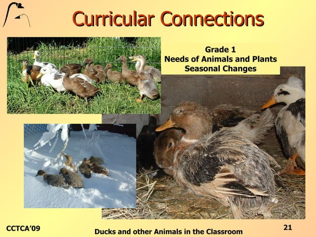 Duck Hatching in the Classroom