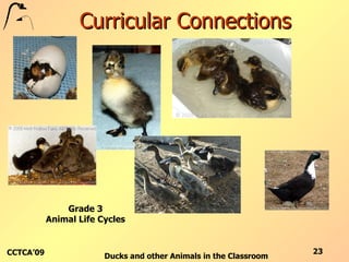 Duck Hatching in the Classroom | PPT