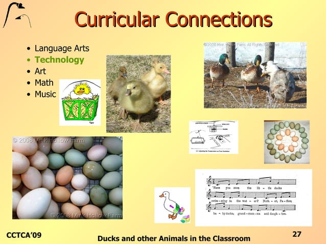 Duck Hatching in the Classroom