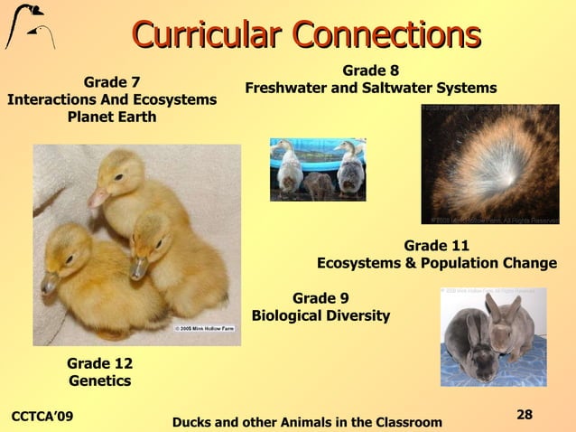 Duck Hatching in the Classroom