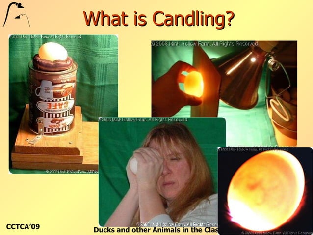 Duck Hatching in the Classroom