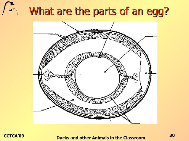 Duck Hatching in the Classroom
