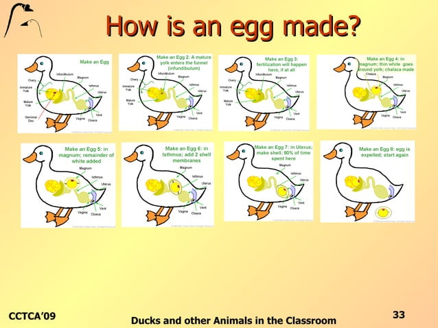 Duck Hatching in the Classroom