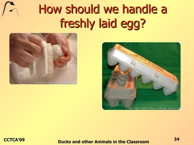 Duck Hatching in the Classroom