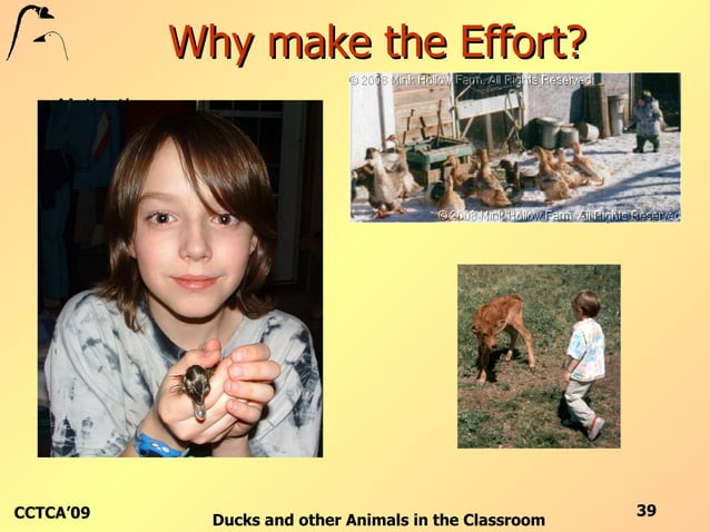 Duck Hatching in the Classroom