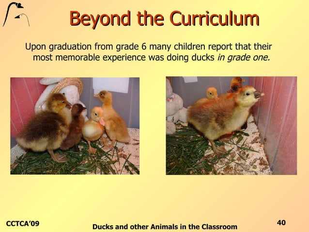 Duck Hatching in the Classroom
