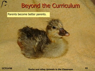 Duck Hatching in the Classroom | PPT