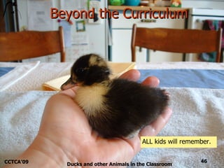 Duck Hatching in the Classroom | PPT