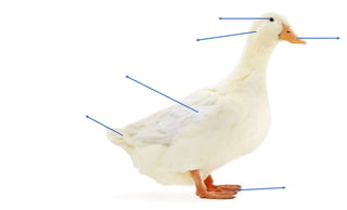 Part of the duck | PPT