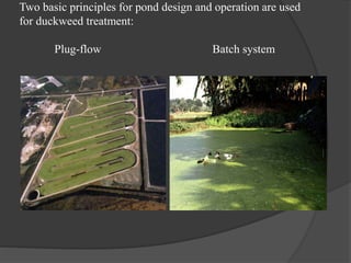 Duckweed powr point | PPTX