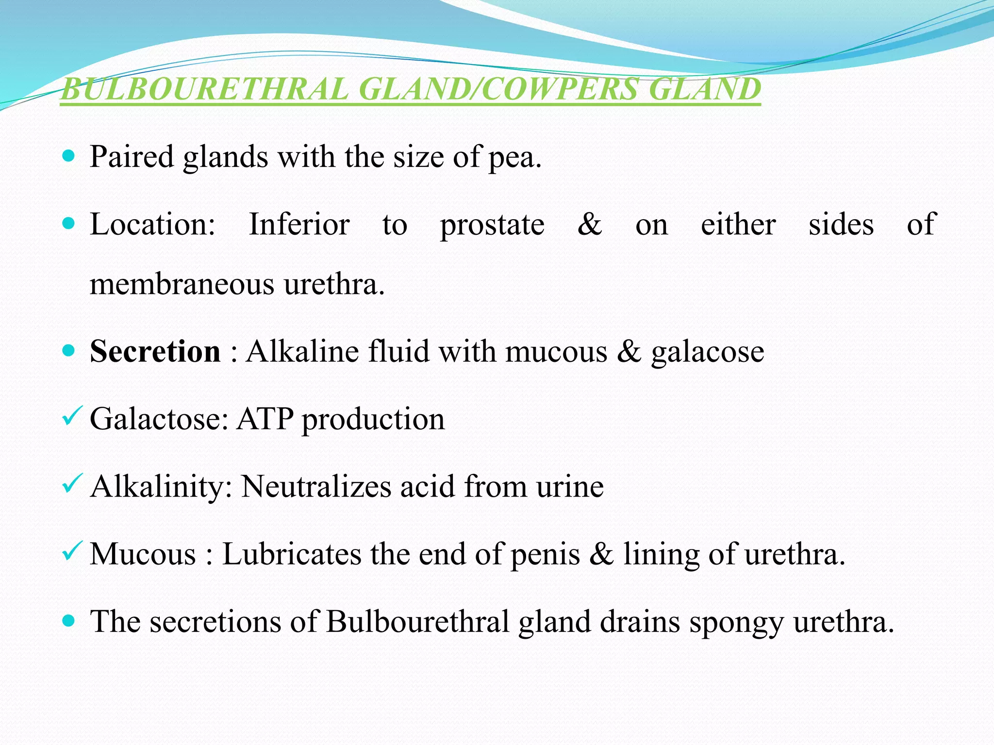 Ducts & glands of male reproductive system PART 2 | PPTX