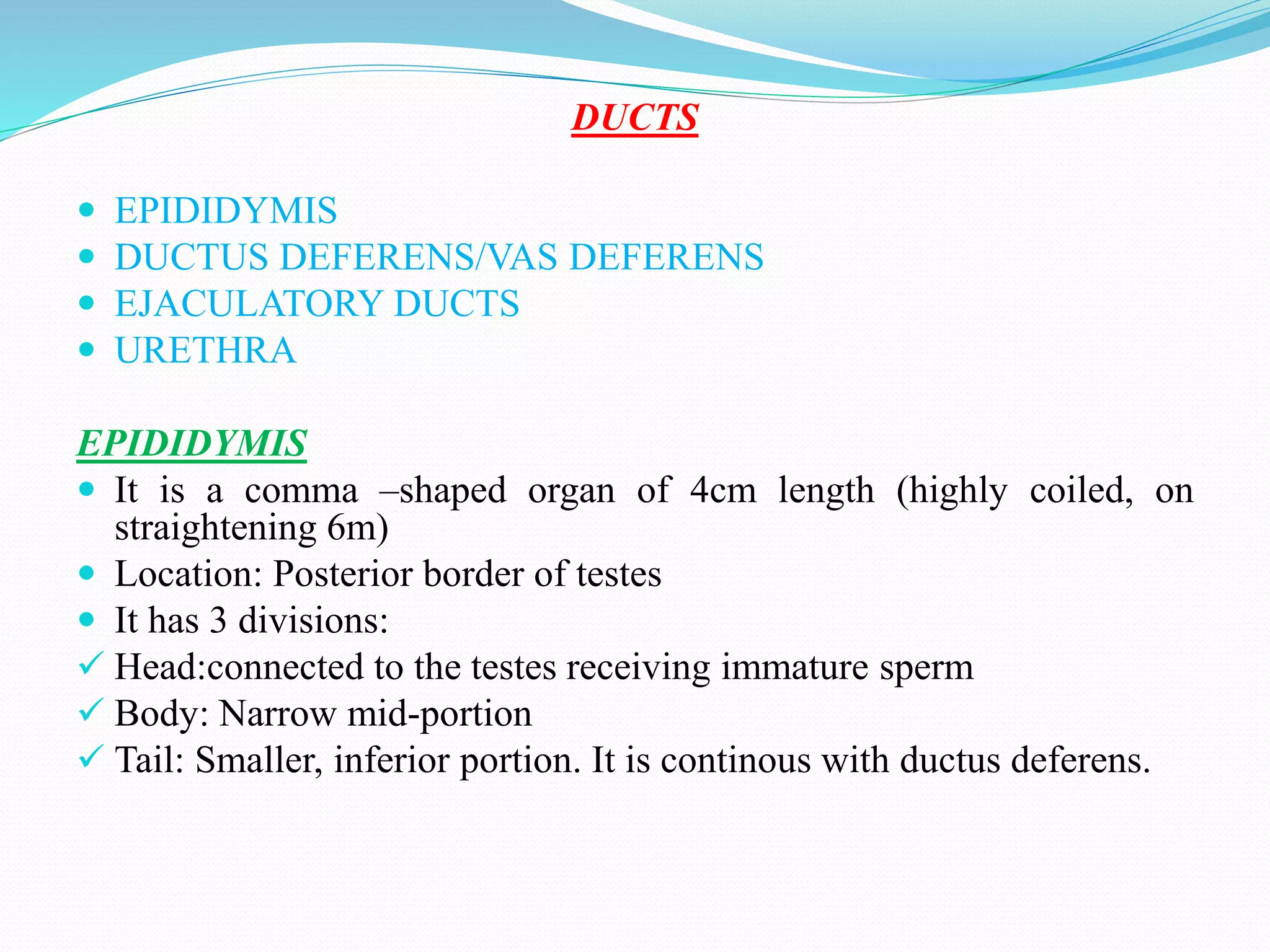 Ducts & glands of male reproductive system PART 2 | PPTX