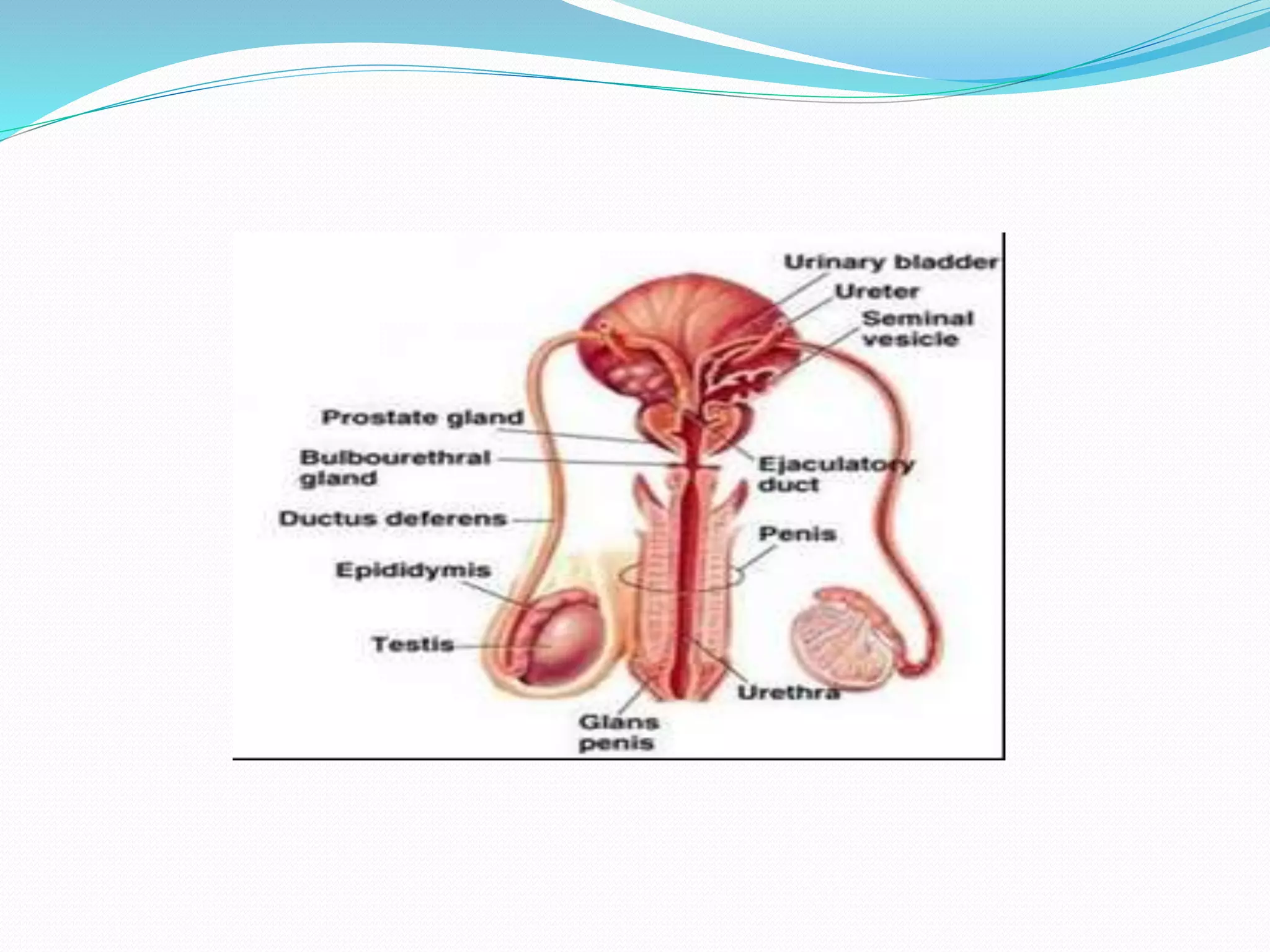 Ducts And Glands Of Male Reproductive System Part 2 Ppt